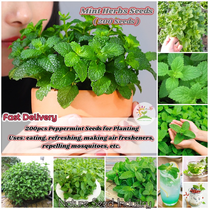 Peppermint Seeds for Planting 100pcs Potted Edible Mint Herbs Seeds Perfume Mentha Bonsai Plant ...