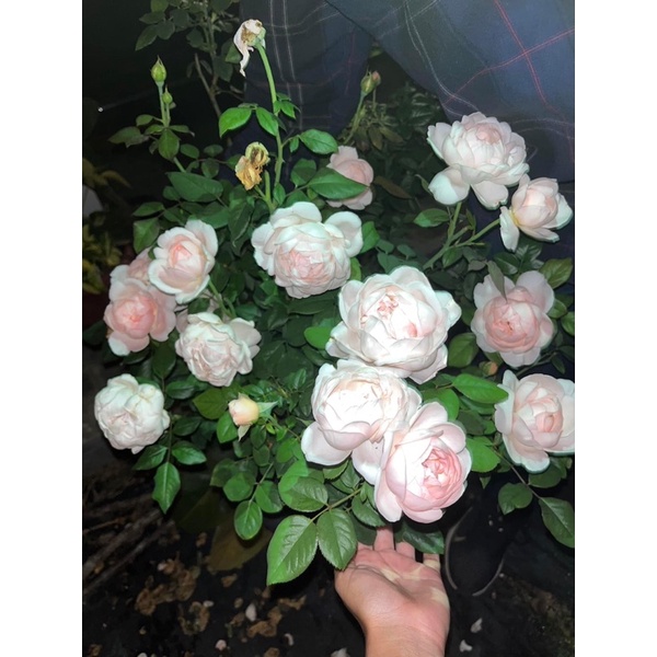 BAJA ROSE ORGANIK GEMUK BERPUCUK LEBAT BUNGA | Shopee Malaysia