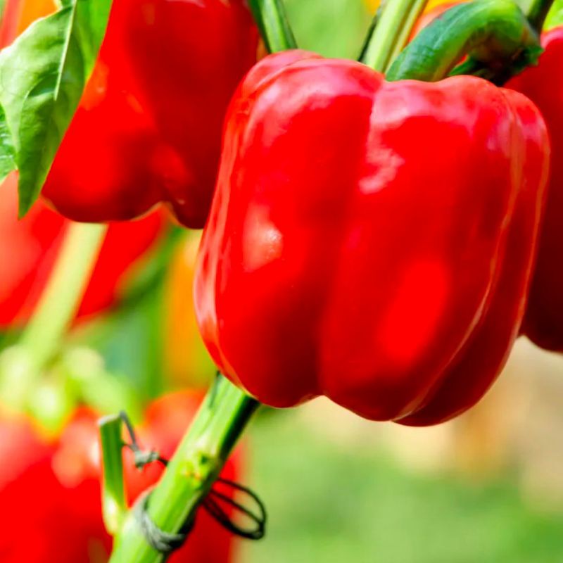 Biji Benih Lada Benggala Merah 20pcs Red Capsicum Chilli Seeds Cili ...