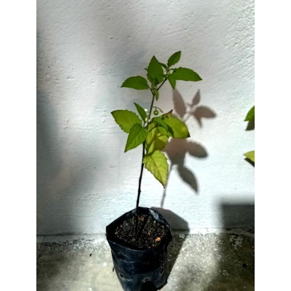 1 pokok sayur meranti dalam polybag | Shopee Malaysia
