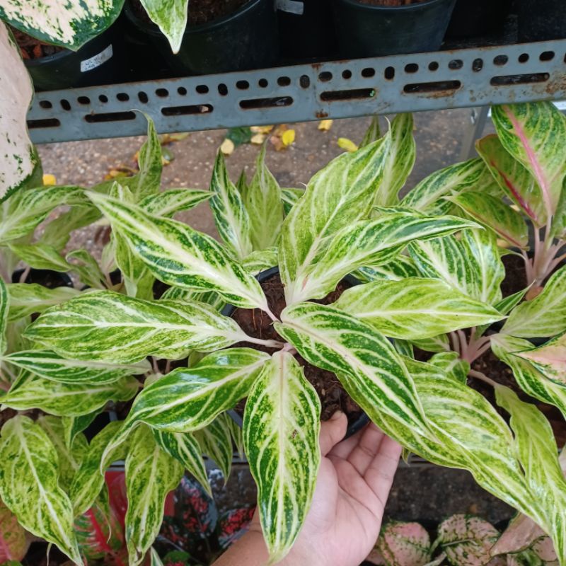 AGLAONEMA / AGLONEMA WHITE PANAMA IN 5 INCH POT(IMPORT) | Shopee Malaysia