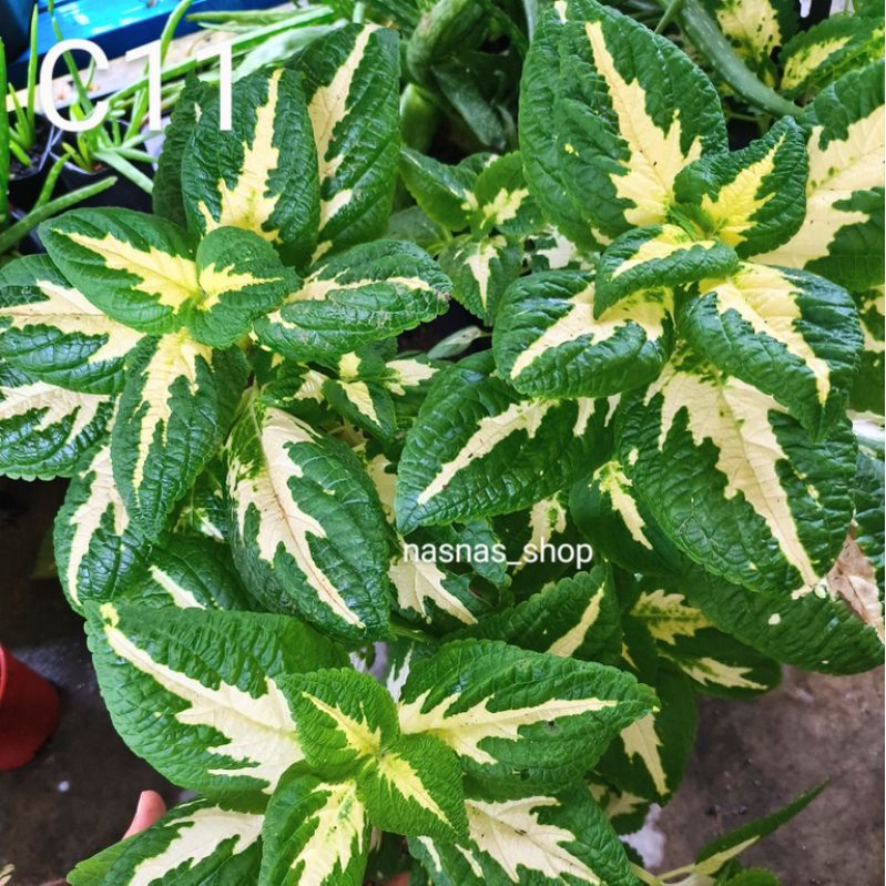 Pokok Bunga Ati Ati Ati2 Coleus Ati-Ati AtiAti Flower Live Plant ...