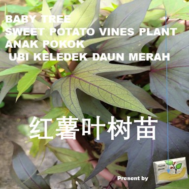 BABY TREE SWEET POTATO VINES PLANT ANAK POKOK UBI KELEDEK DAUN MERAH ...