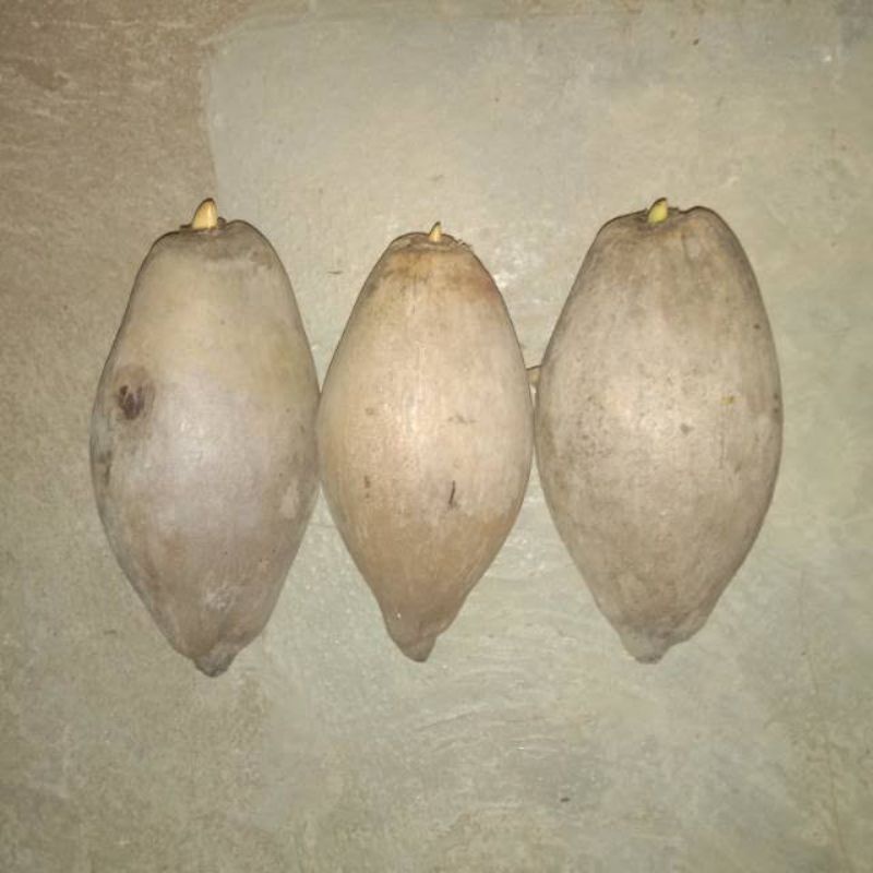 Minion Coconut | Shopee Malaysia