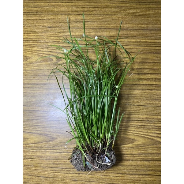 100 GRAM rumput helicopter / rumput pendul / rumput kucing / ubat ...