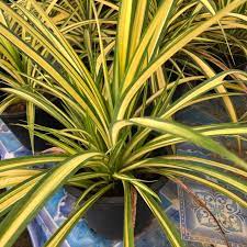 Pokok pandan batik/pandan kuning | Shopee Malaysia