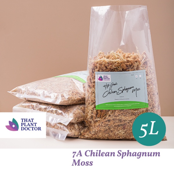 7A Chilean Sphagnum Moss (5L) | Shopee Malaysia