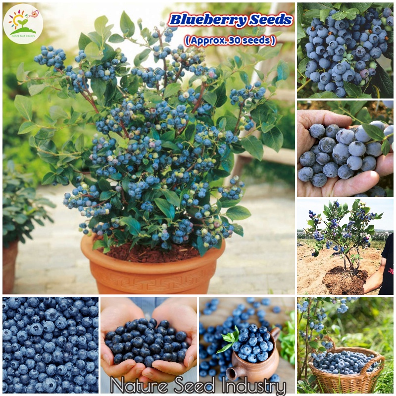 Delicious Blueberry Seeds for Planting (30 seeds/pack, Suitable for ...