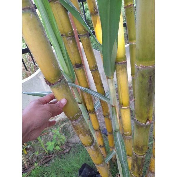 Tebu Morris / buluh / madu / kampung Tebu Segar Tebu Manis Sesuai untuk ...