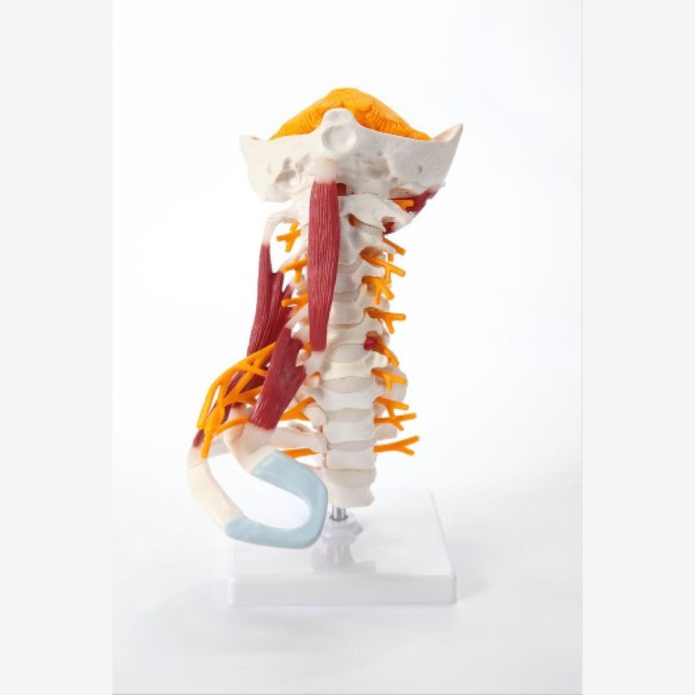 Human Cervical Vertebra Spine With Muscle Spinal Backbone Anatomy Model ...