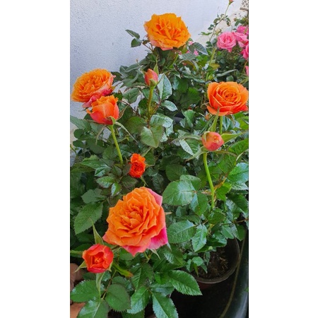 pokok Bunga Rose hybrid thai,pokok hidup. | Shopee Malaysia