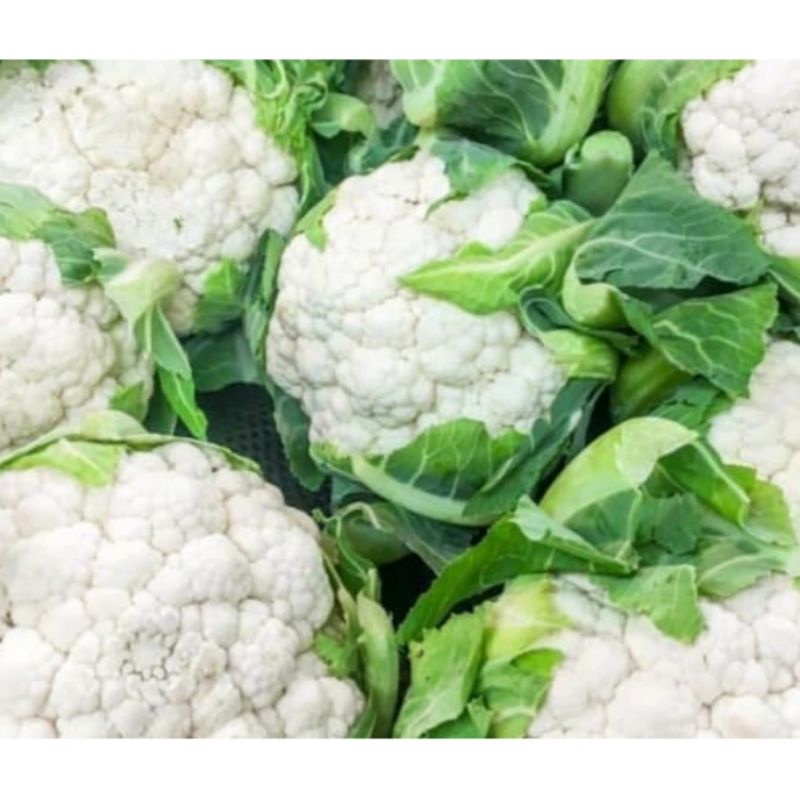 biji benih Kubis bunga. cauliflower f1 hybrid seeds. Rm5 40seeds. Rm10 ...