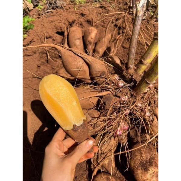 UBI YACON/GROUND APPLE | Shopee Malaysia