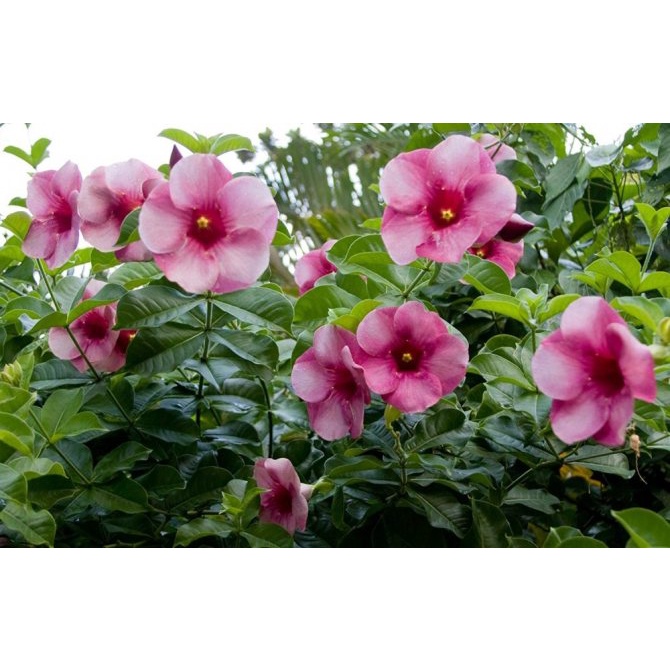 ANOR - Pink Alamanda Plant/ Anak pokok alamanda merah jambu | Shopee ...