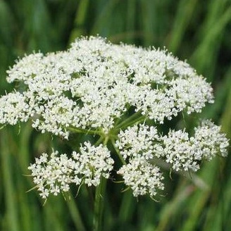 Biji Benih Bunga Daun Ubat Cina Chinese Herb Traditional Medicine ...