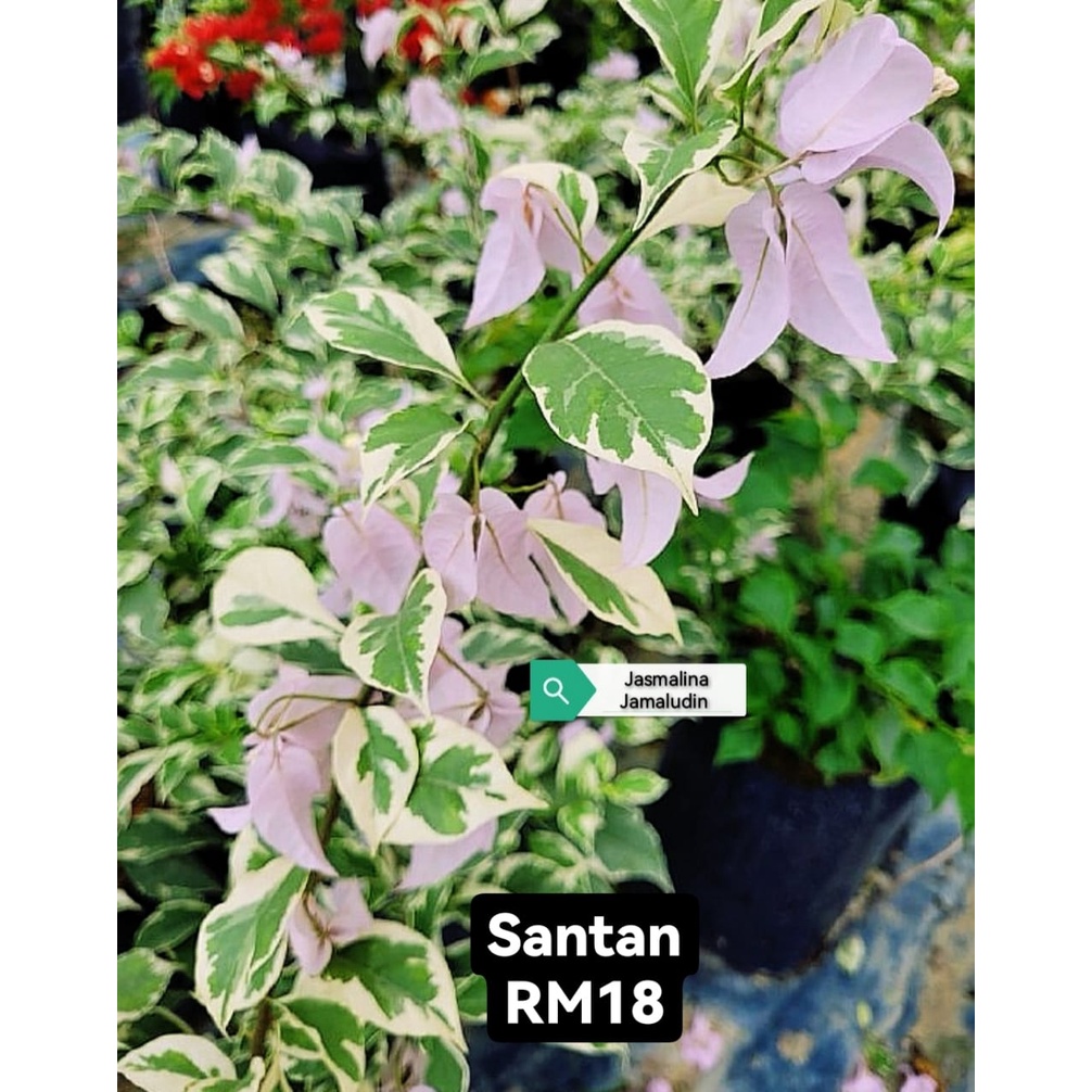 Bunga Kertas Bougainvillea Santan | Shopee Malaysia