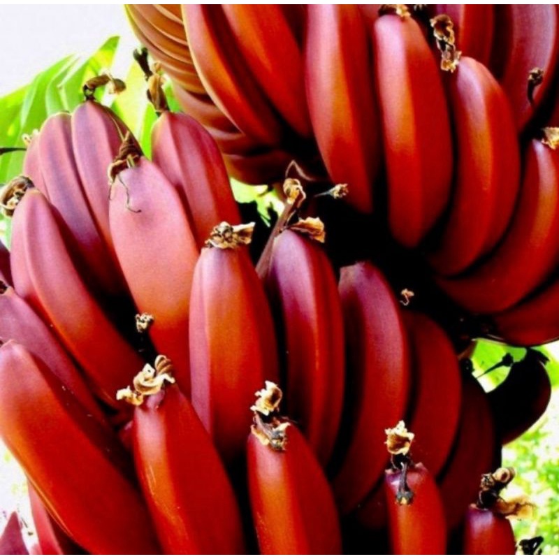 Red Banana / Pisang Raja Udang | Shopee Malaysia