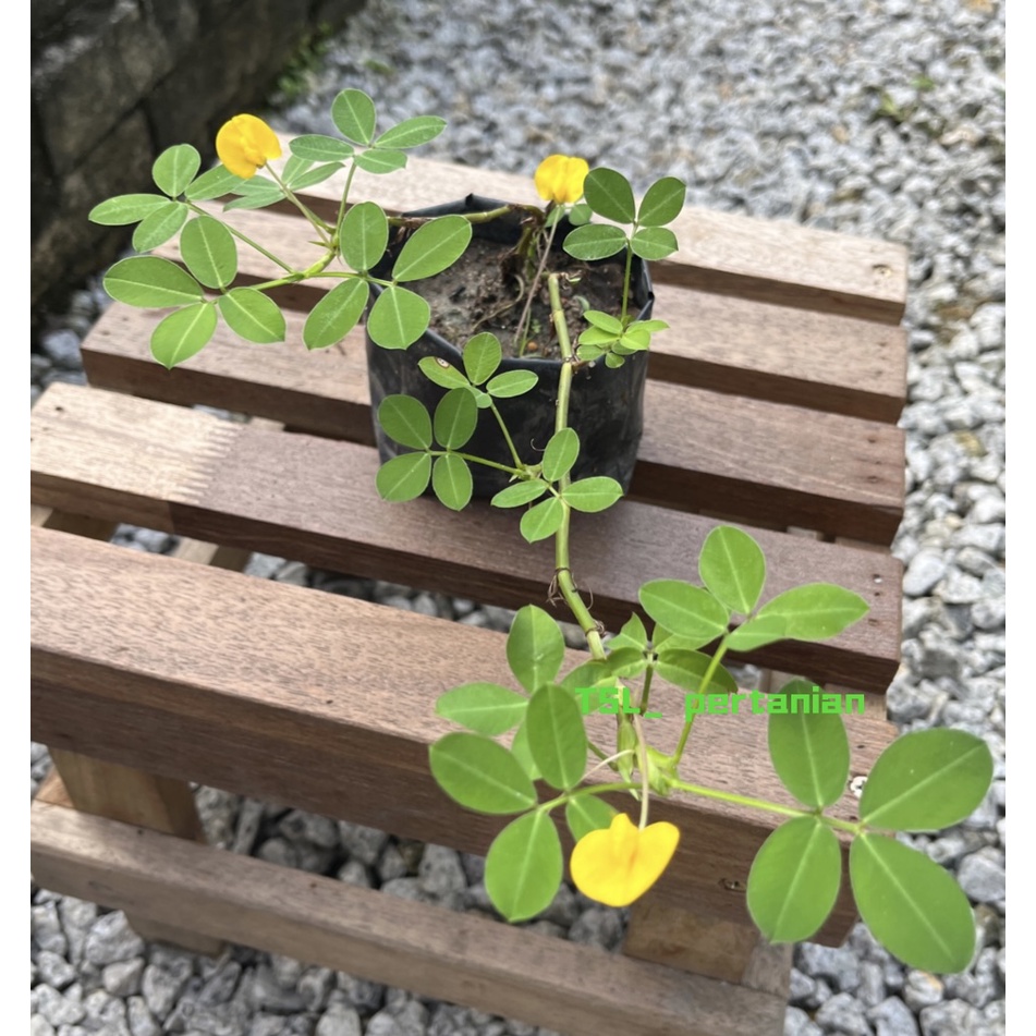 Pokok bunga kacang Kuning / Pokok Bunga Kacang Menjalar / Arochis ...