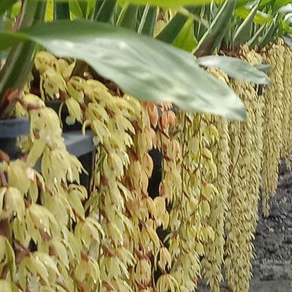 coelogyne rochussenii, bukan cutting,mcm bunga tanjung wangi ,pokok ...