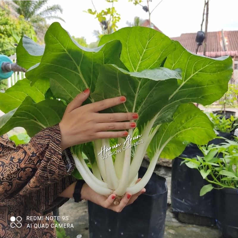 BENIH FAN PAK CHOY F1 HYBRID.SAWI BATANG PUTIH.SEED. | Shopee Malaysia