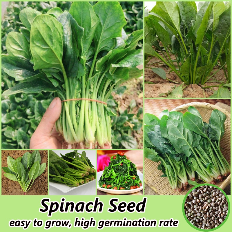 Spinach Seed High Yield Organic Vegetable Seeds for Planting (50 Seeds ...