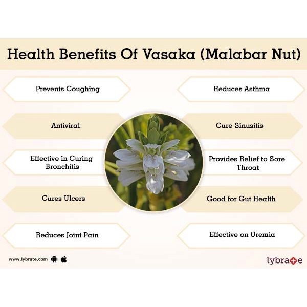 dry Vasaka leaf / powder (Justicia adhatoda Vasica) Aadathodai Malabar ...