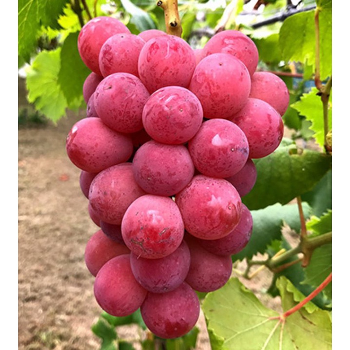 keratan batang anggur ( Red shine muscat) | Shopee Malaysia