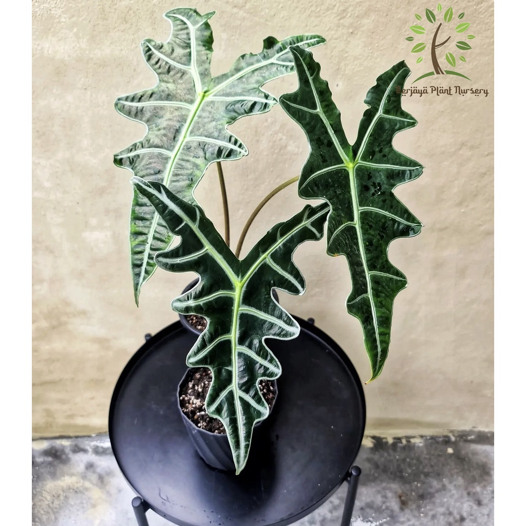 Berjaya Plant Nursery - Alocasia Rare/Pokok Keladi(Pokok Keladi Hidup ...