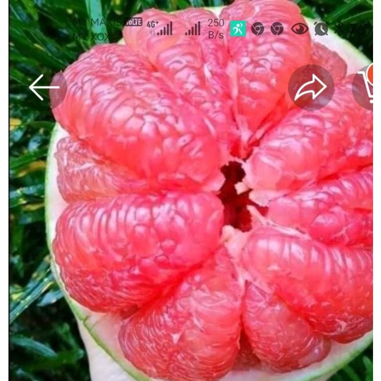 Limau Bali Merah. rasa manis | Shopee Malaysia