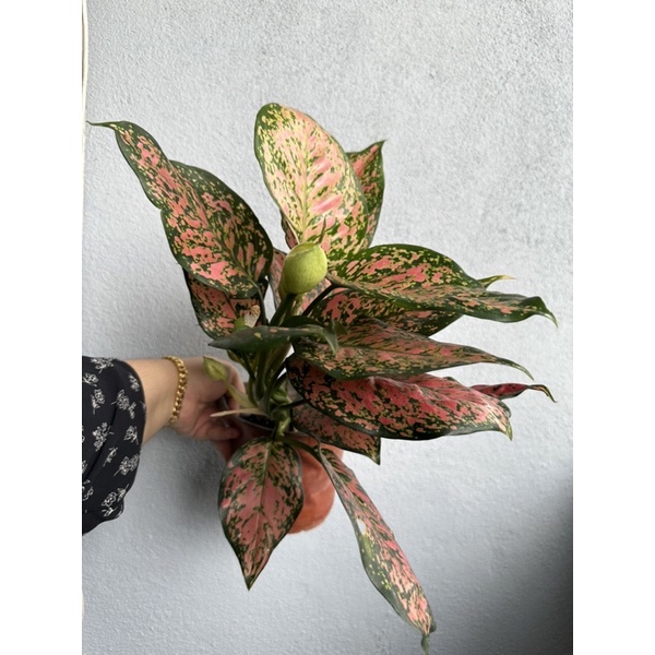 Aglaonema Bicolor Pokok Rimbun | Shopee Malaysia