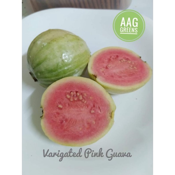 Pokok jambu Batu batik/ pink varigated guava | Shopee Malaysia