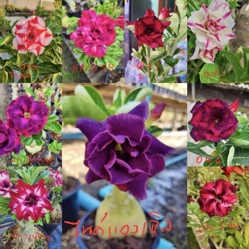ADENIUM PLANT THAILAND MULTI LAYER READY STOCK MALAYSIA | Shopee Malaysia