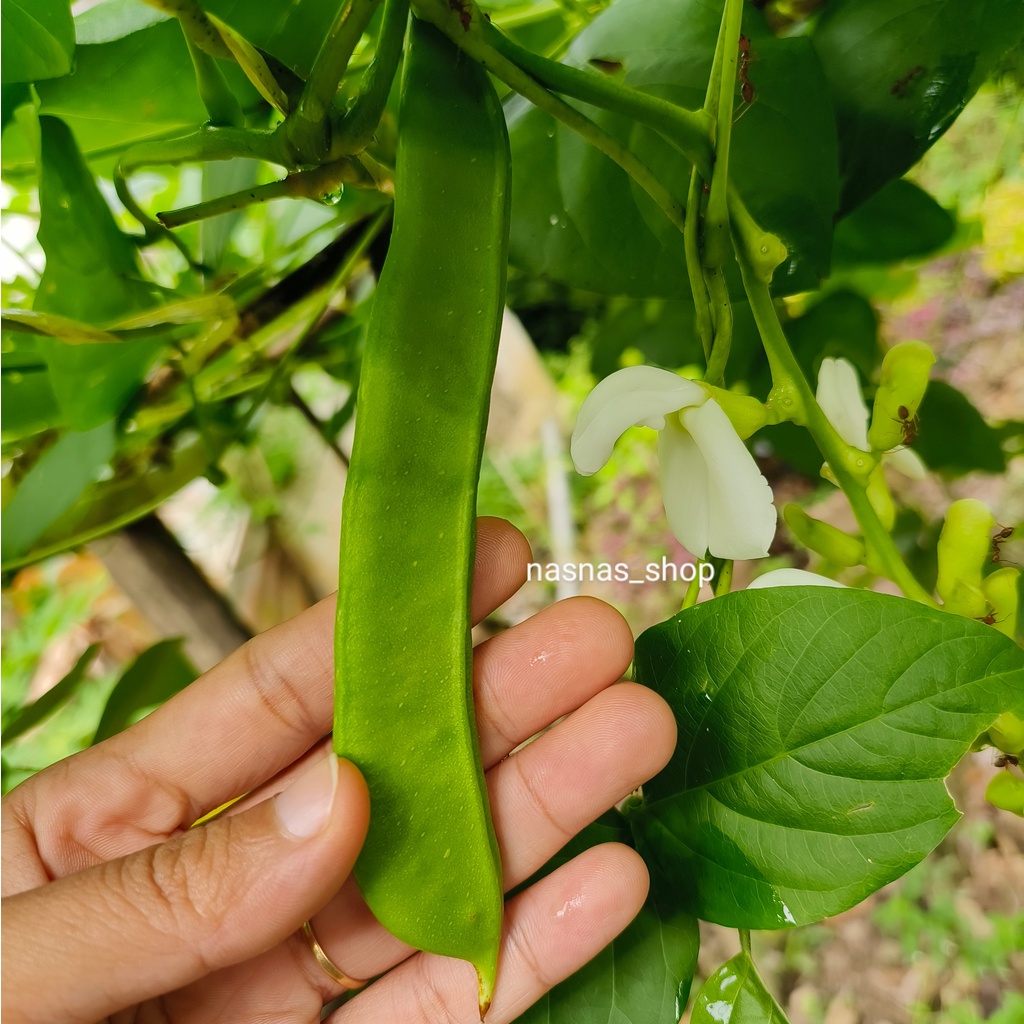 Benih Kacang Parang Biji Merah 4pcs Seeds Sword Bean Broad Beans Seed ...
