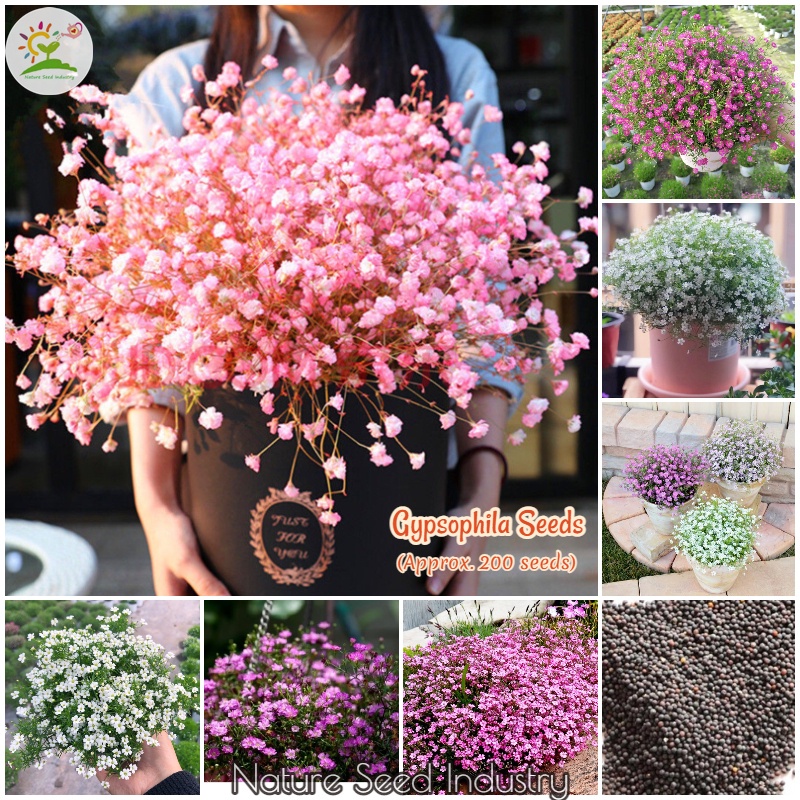 Gypsophila Flower Seeds 100 seeds Mix Color, Easy To Grow) - Bonsai ...