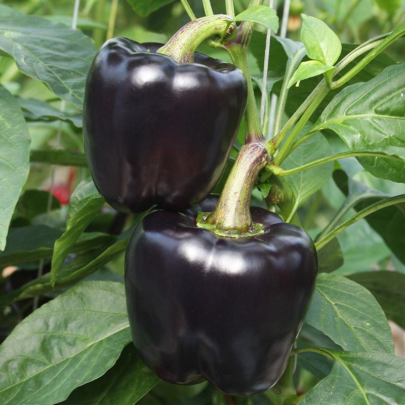 Lilo F1 Bell Pepper (Organic) Seeds | Shopee Malaysia