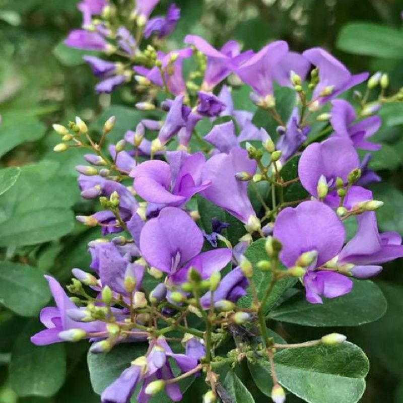 KKB Mini Blue Bell, Linh Sam, Desmodium Unifoliatum | Shopee Malaysia