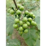 BENIH TERUNG PIPIT ULAM | Shopee Malaysia