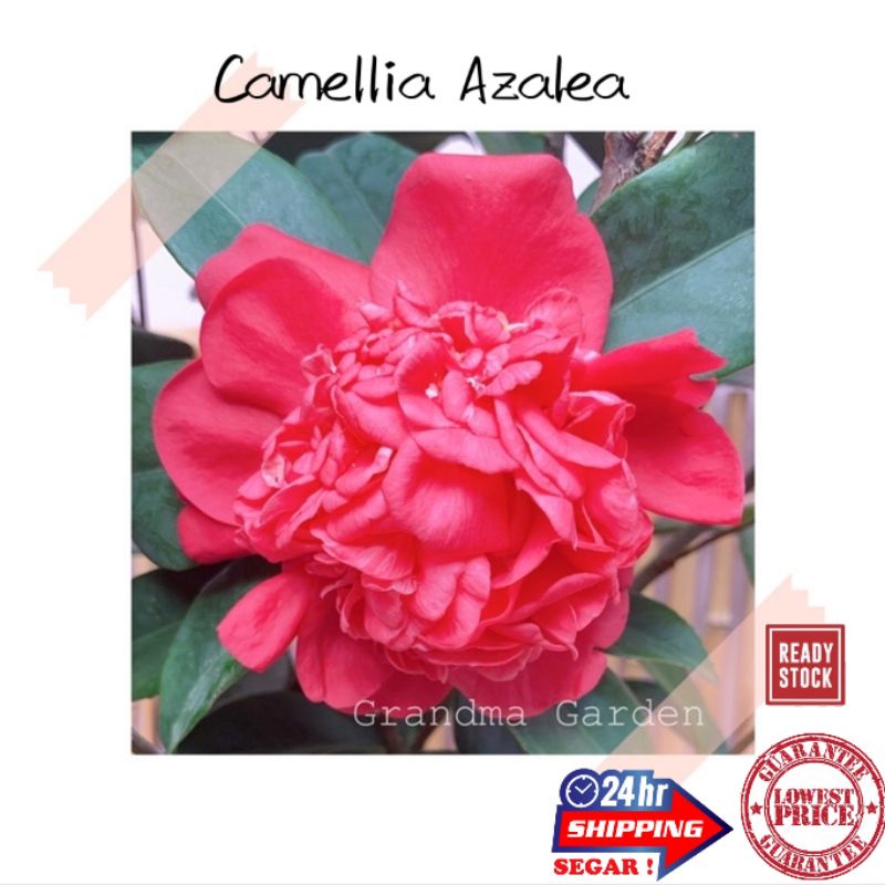 (GG real plant) camellia azalea big^ Pokok hidup hiasan rumah live ...