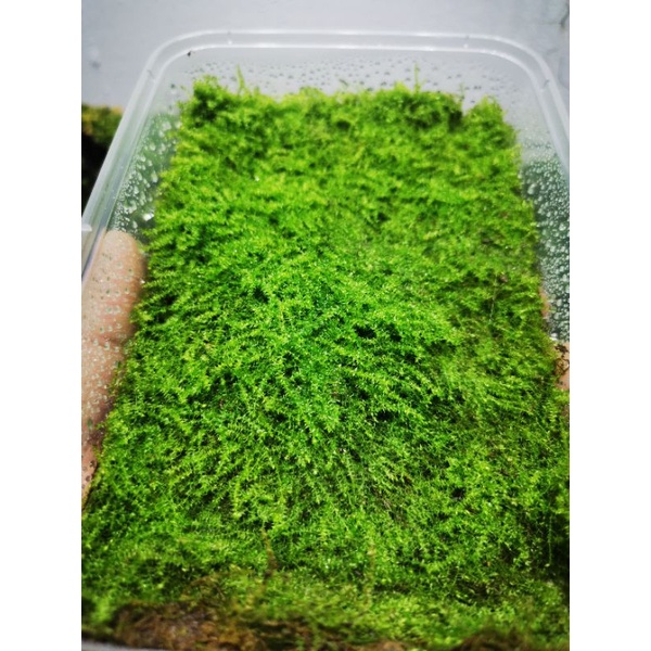 Haplocladium microphyllum（Buy 2 free 1), terrarium moss, paludarium ...
