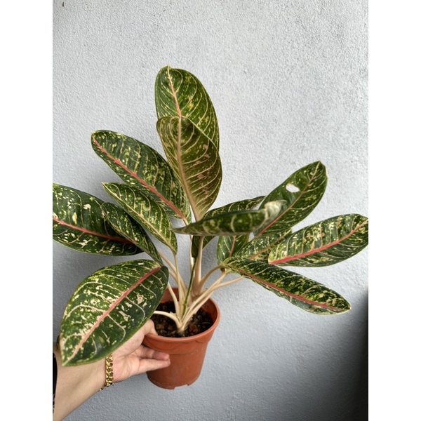 Aglaonema Dona Carmen Pokok Rimbun | Shopee Malaysia