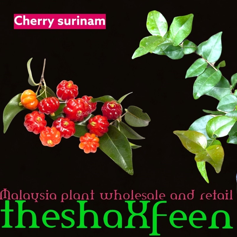 Pokok ceri surinam theshaxfeen | Shopee Malaysia