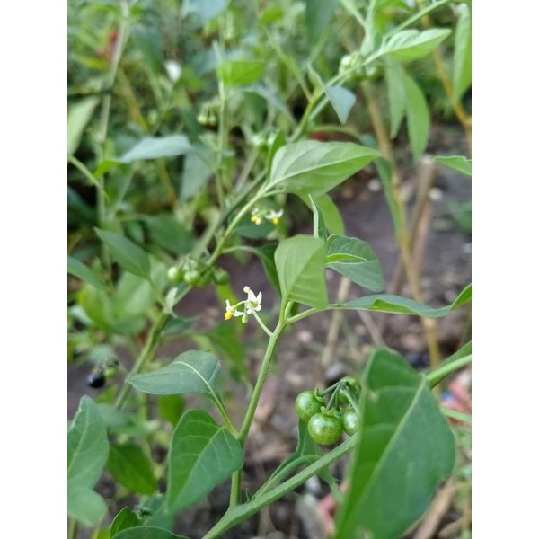 Biji Benih Sayur Meranti | Shopee Malaysia