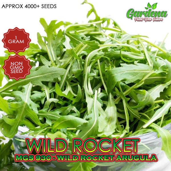 4000+ biji benih WILD ROCKET ARUGULA | Shopee Malaysia