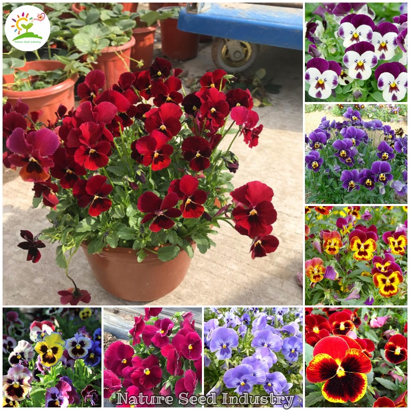 Pansy Seeds (100 seeds/bag, Mix Color) Gardening Flower Seeds Bonsai ...