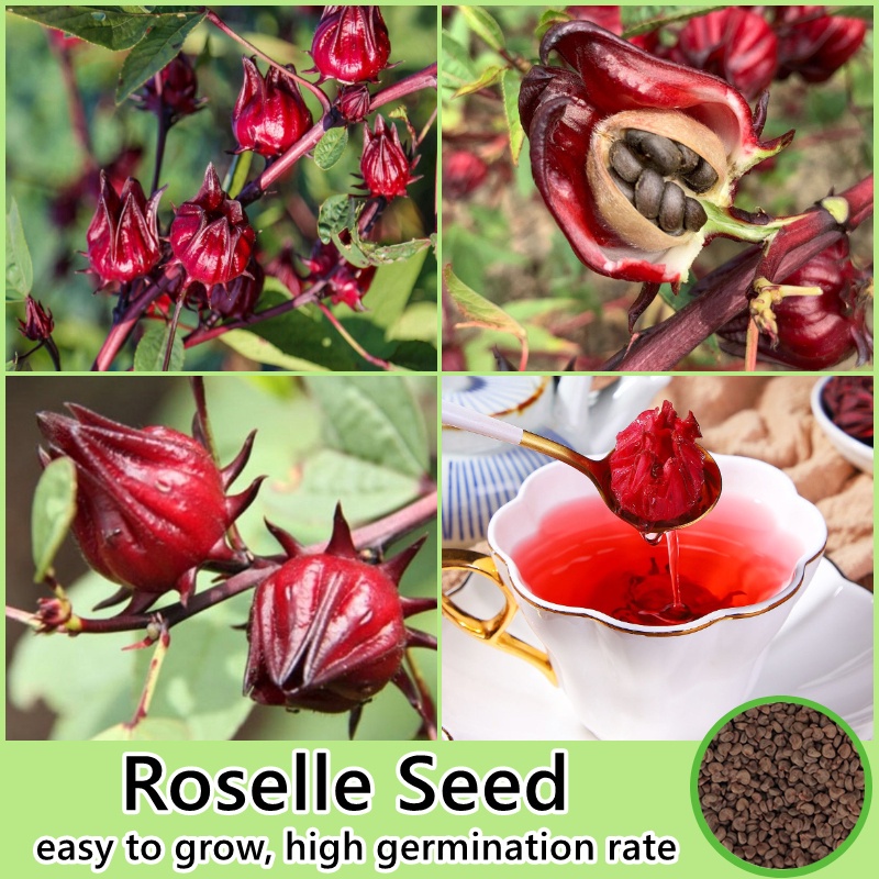 Roselle Plant Seeds for Planting (100 Seeds Per Pack) 洛神花 Benih Pokok ...