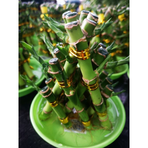 CNY PYRAMID BAMBOO LIVE PLANT READY STOCK | Shopee Malaysia