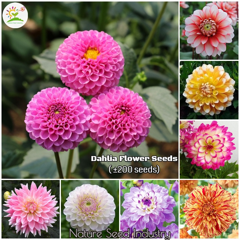 Benih Bunga Dahlia Seeds for Planting 20PCS Flower Seeds for Gardening ...