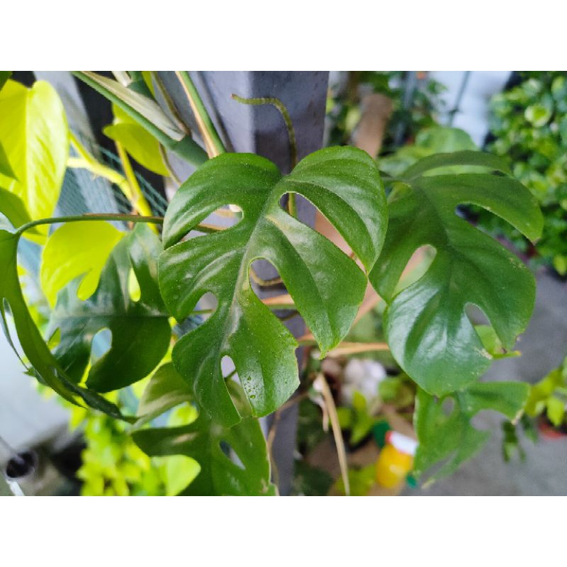 Monstera Rhaphidophora Pertusa ( Keratan ) | Shopee Malaysia
