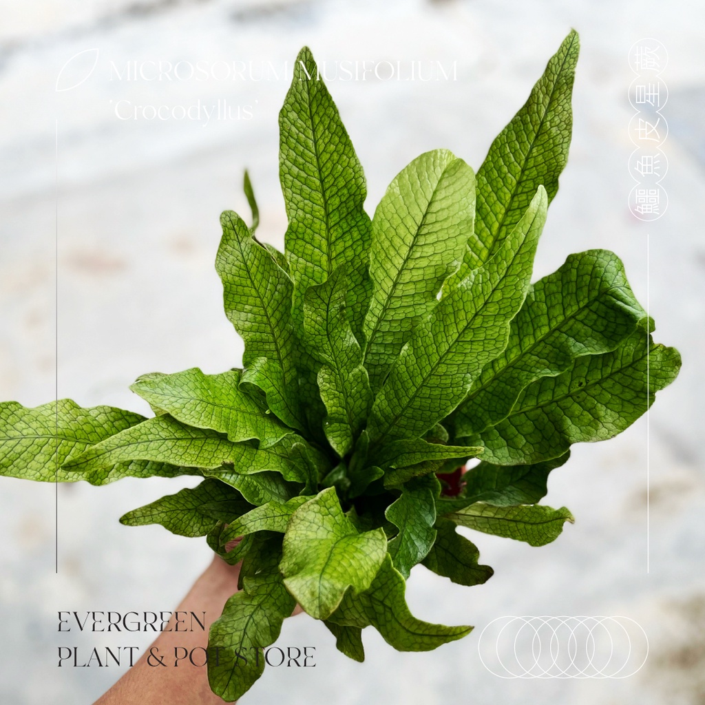 【Ferns】Microsorum Musifolium 'Crocodyllus' (Crocodile Fern) 鳄鱼皮星蕨 ...