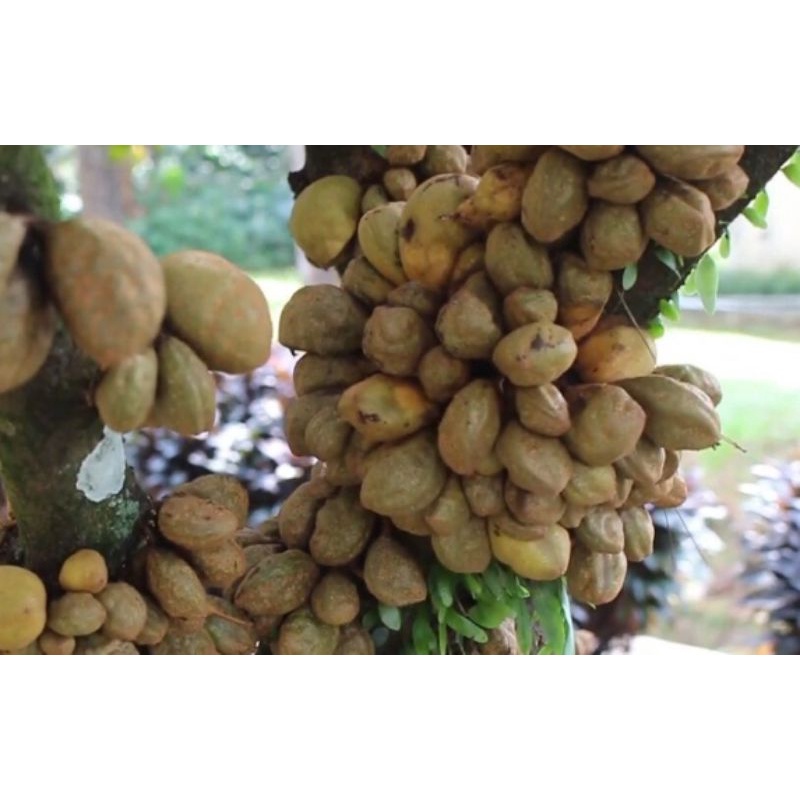 pokok buah nam nam namnam | Shopee Malaysia
